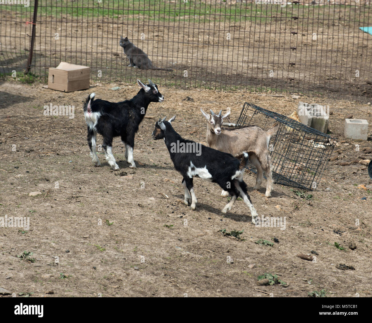 Young milk goat on countryside amish farm Stock Photo - Alamy