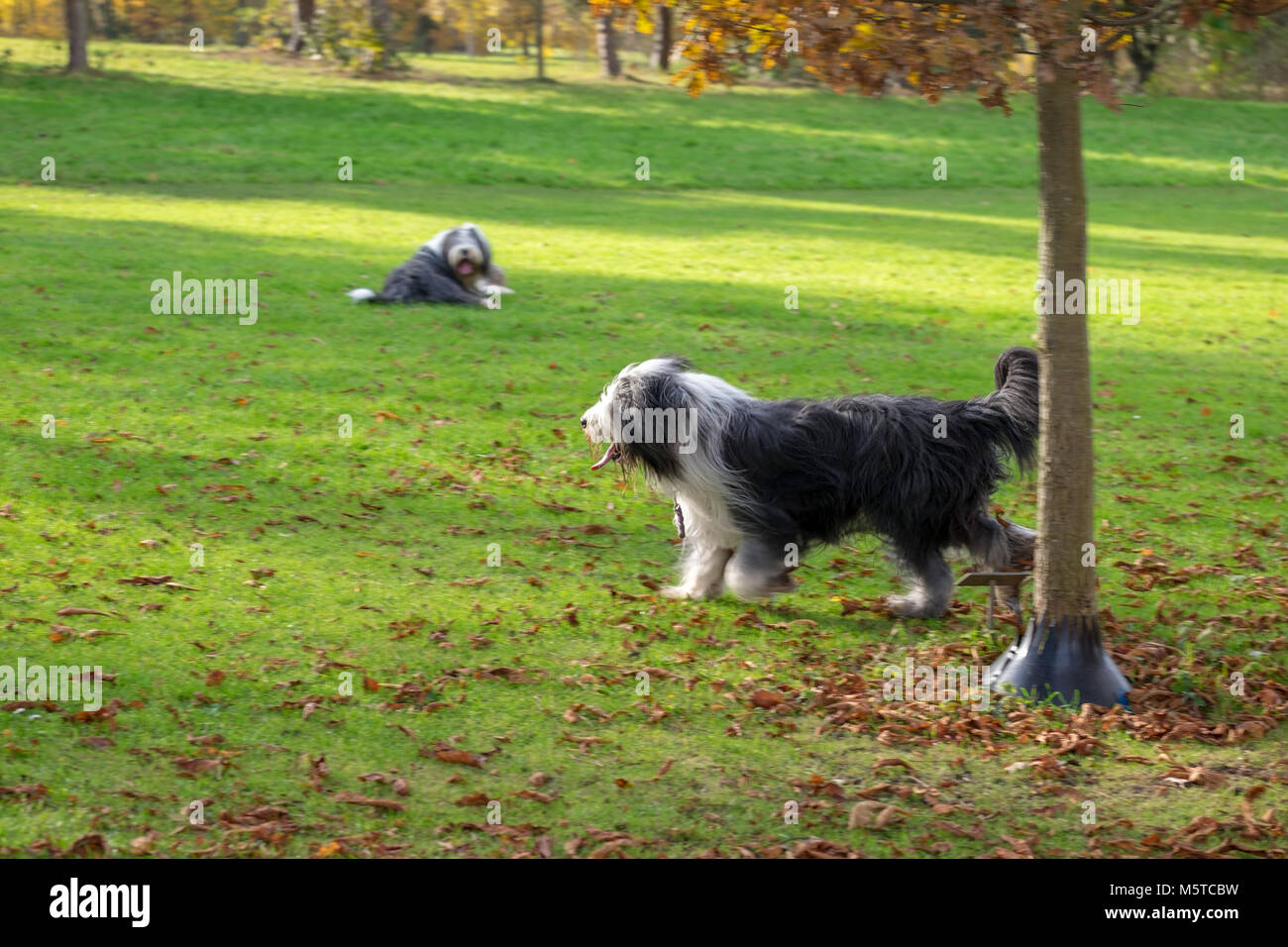 sheep dog running in the park Stock Photo - Alamy