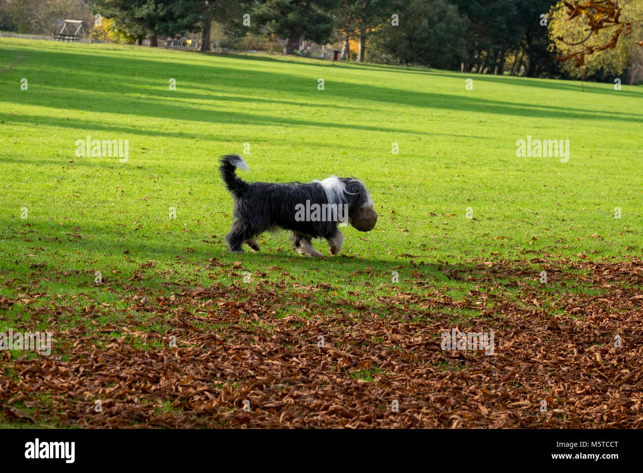 sheep dog running in the park Stock Photo - Alamy