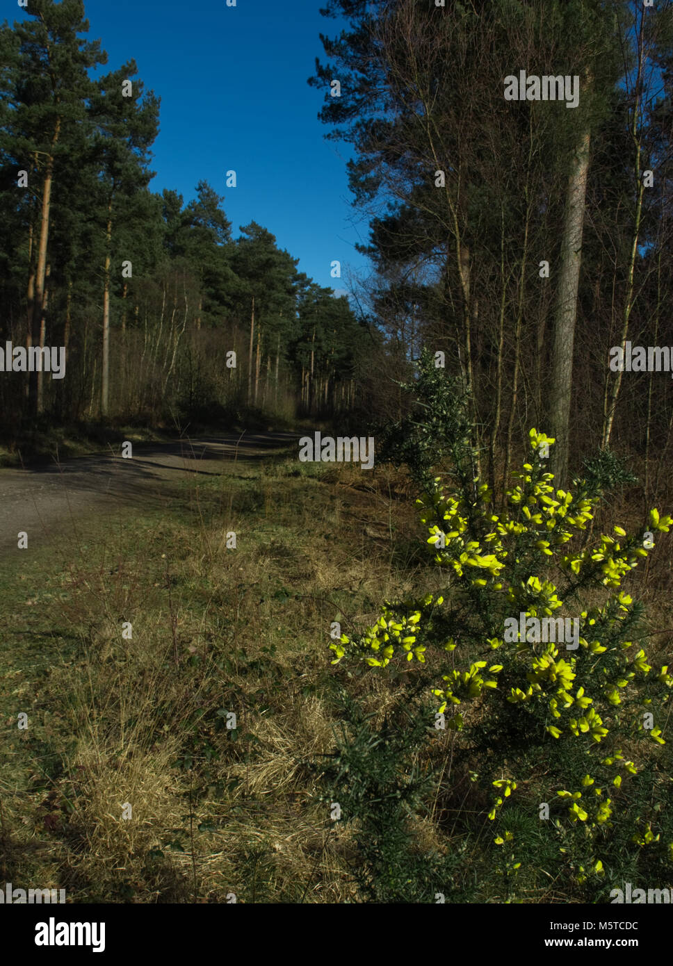 Allerthorpe forest walks hi-res stock photography and images - Alamy