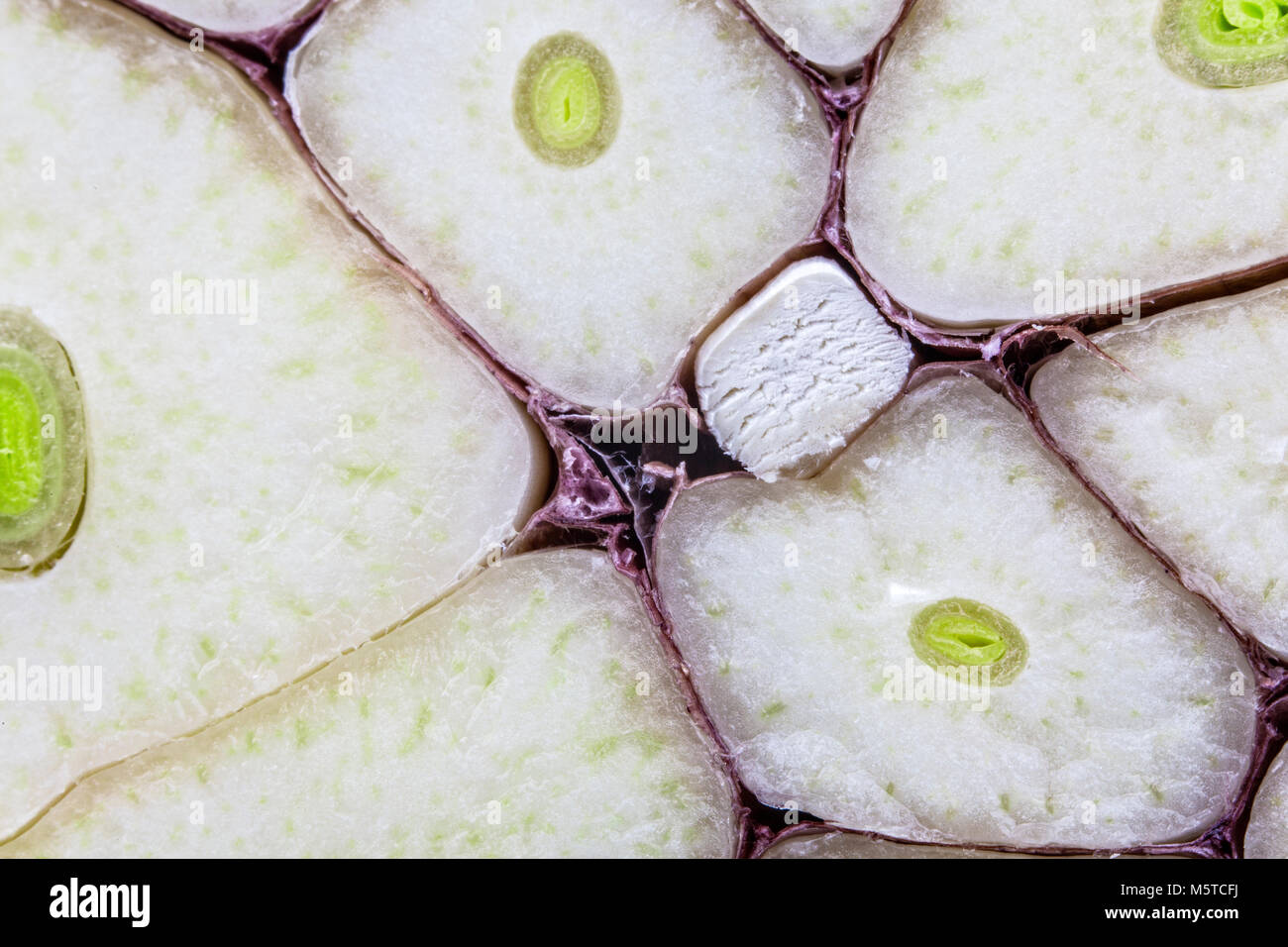 Eating garlic bulb hi-res stock photography and images - Alamy
