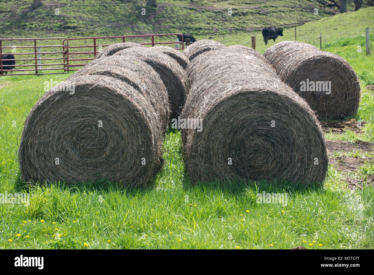 Large round bales of straw and grass fed cows Stock Photo - Alamy