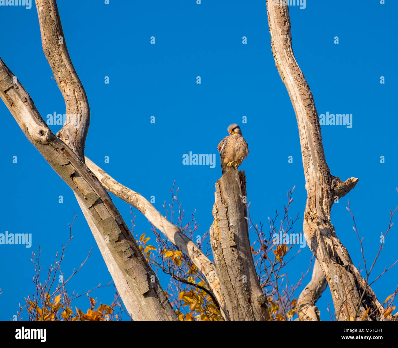 kestrel poised on tree top Stock Photo - Alamy