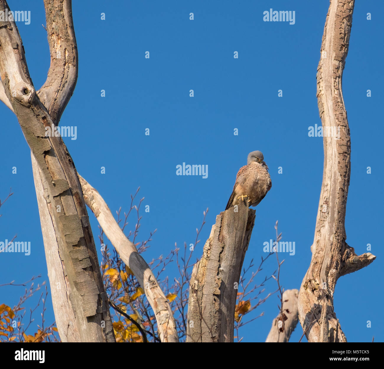 kestrel poised on tree top Stock Photo - Alamy
