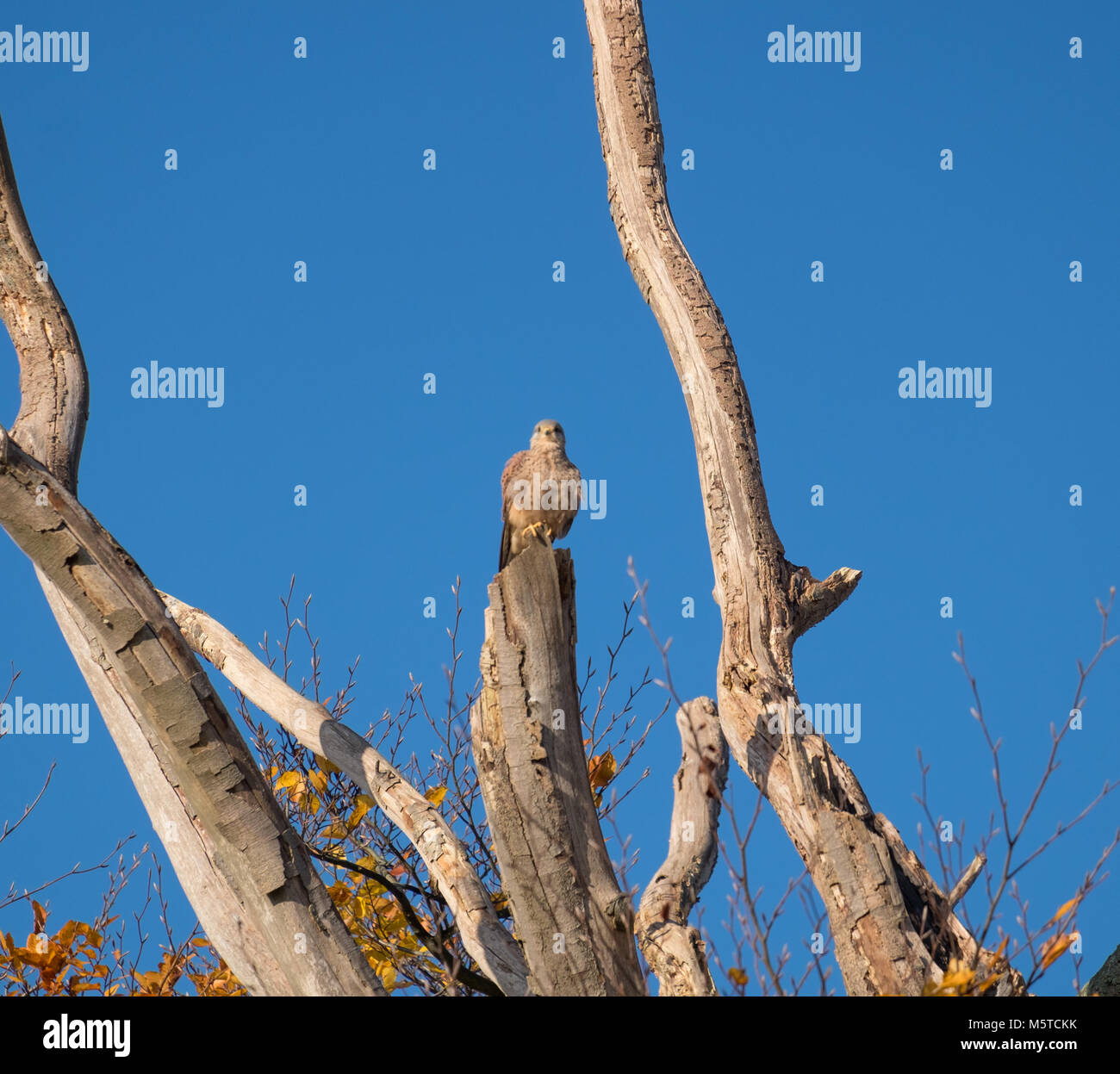 kestrel poised for flight at tree top Stock Photo - Alamy
