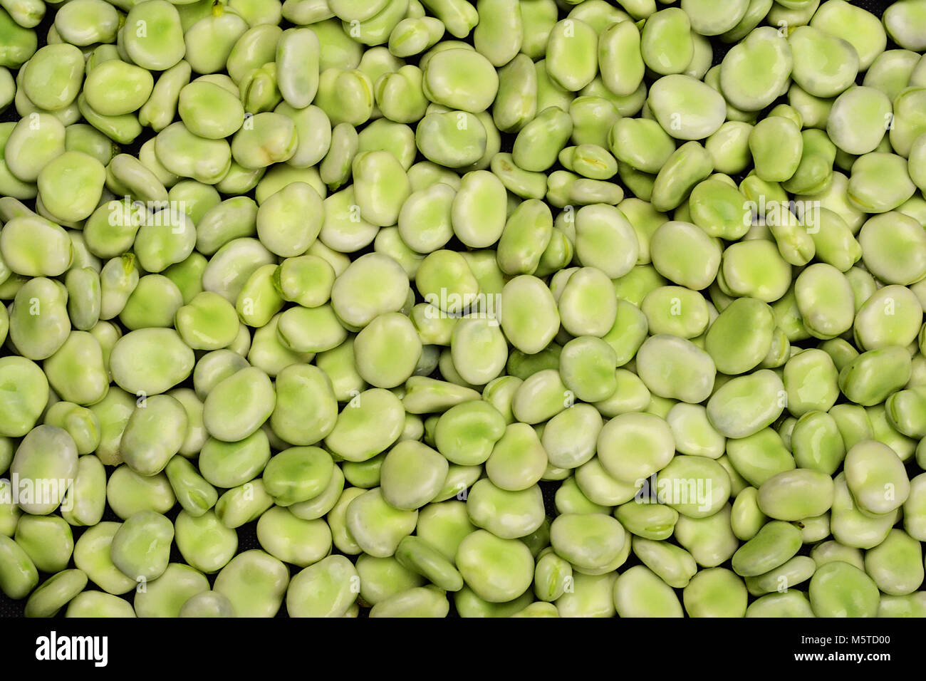 Background of fresh green broad beans Stock Photo - Alamy