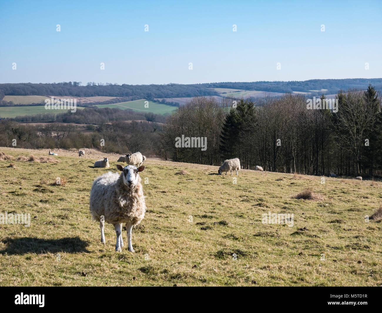 Kent sheep hi-res stock photography and images - Alamy