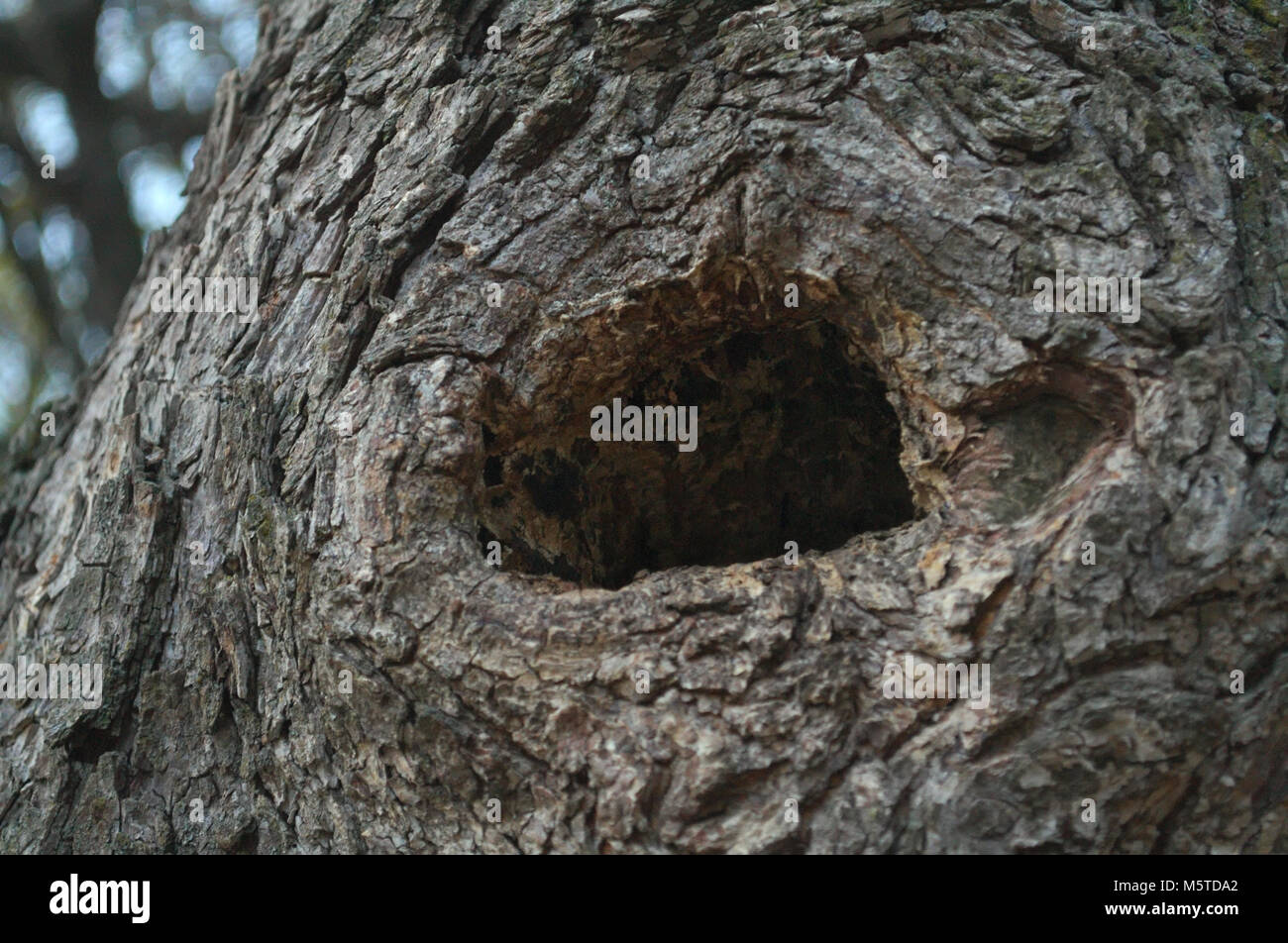 Hole in tree stock, close up view Stock Photo - Alamy