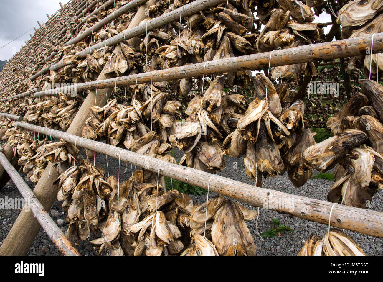 overview of racks for drying stockfish in Svolvaer at Lofoten in Norway ...