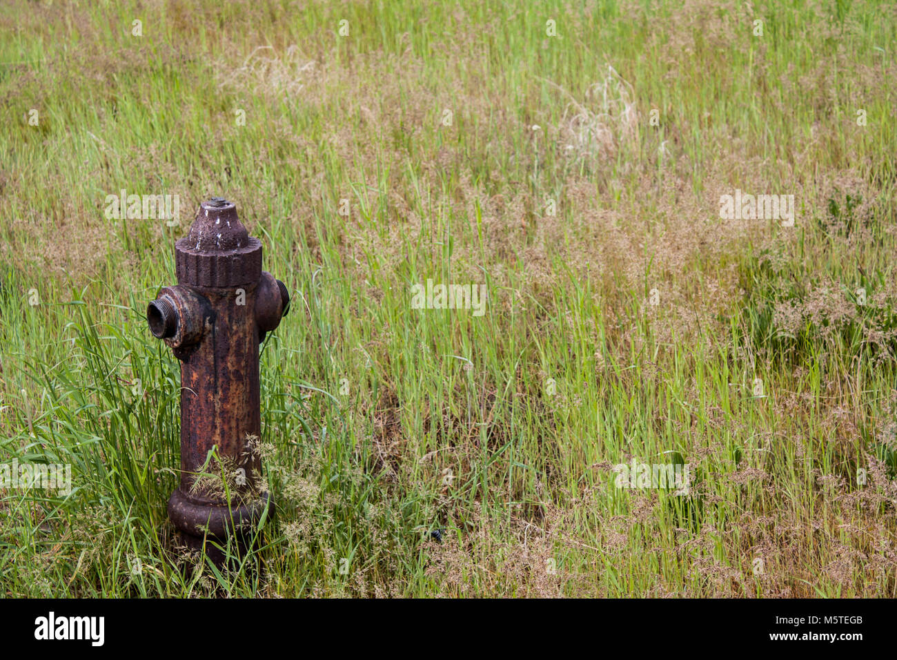 Old rusty fire hydrant surrounded by a grassy field Stock Photo - Alamy