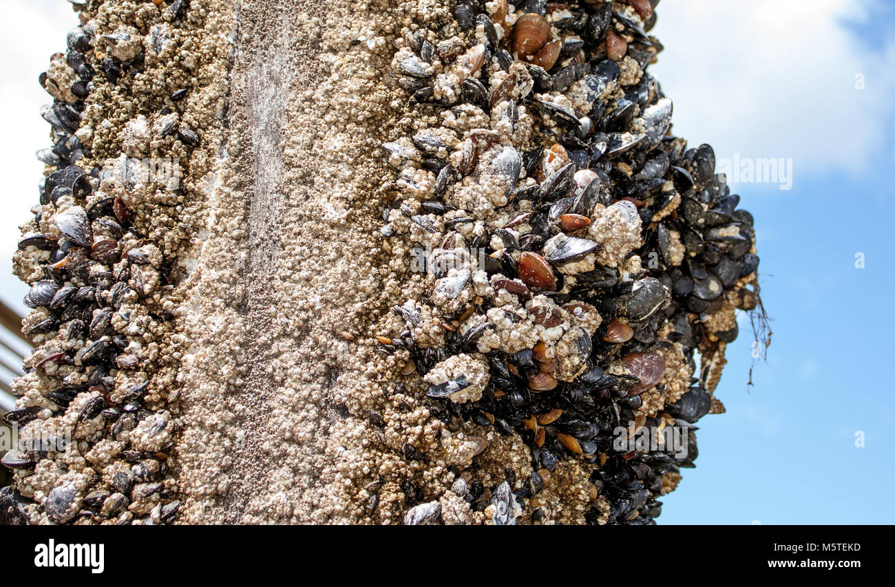 Barnacle and muscles in a mass on a pole Stock Photo - Alamy
