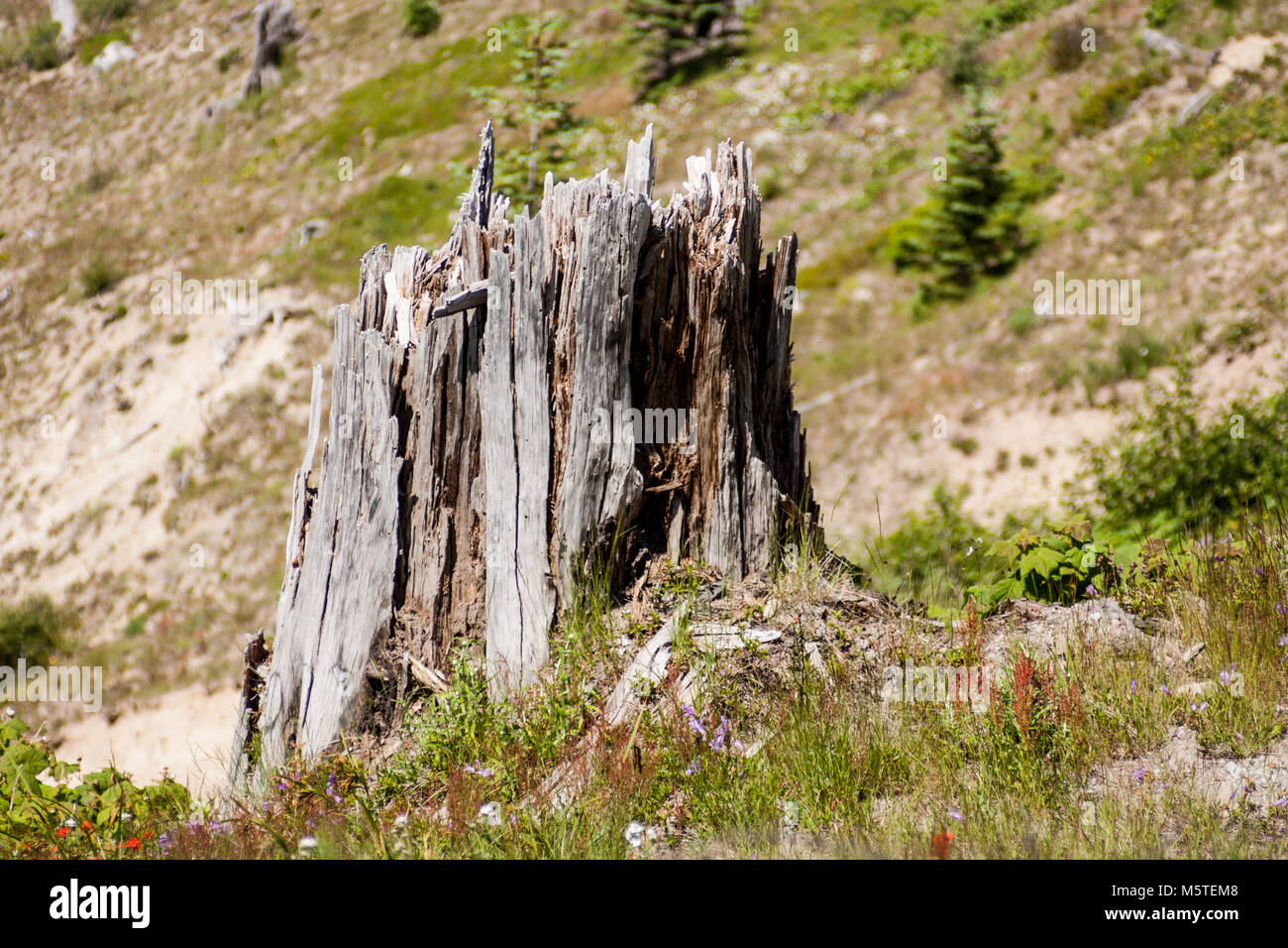 Tree stump splintered after a volcanic eruption claimed the tree Stock ...