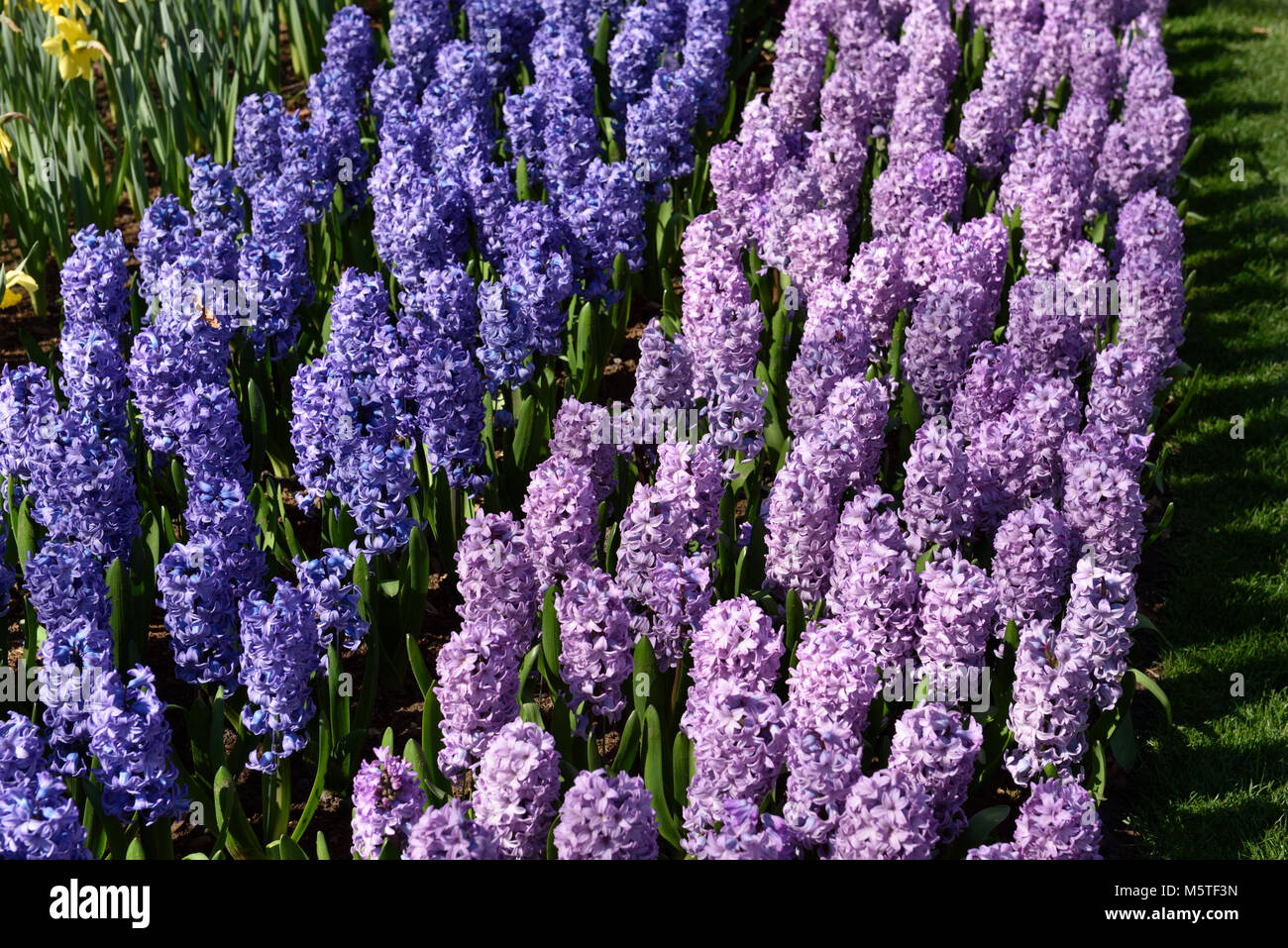 Keukenhof Gardens, Lisse, Holland Stock Photo - Alamy