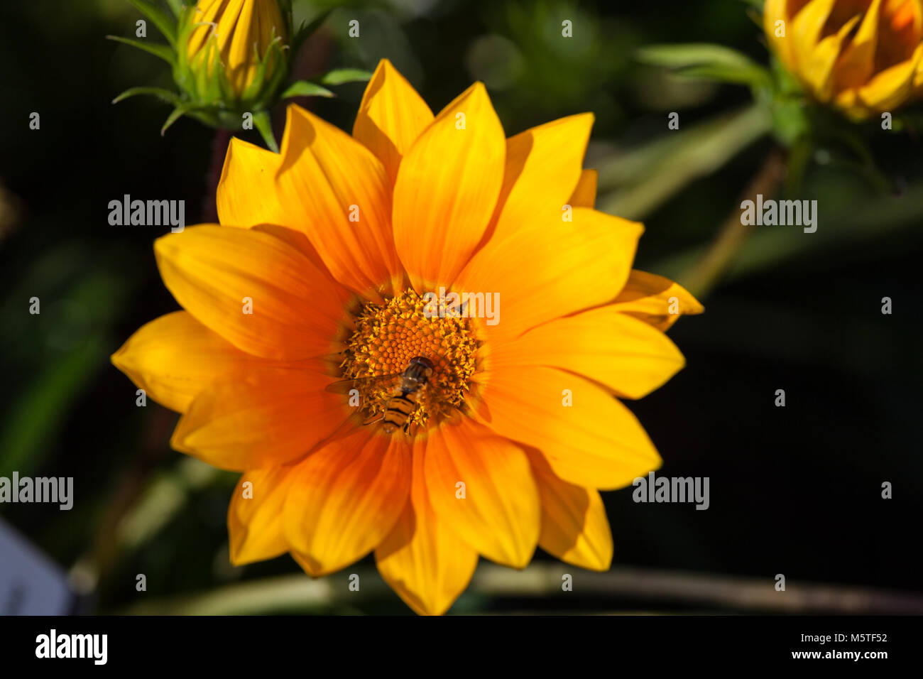 Cape treasure flower, Gazania x pavonia (Gazania pavonia Stock Photo ...