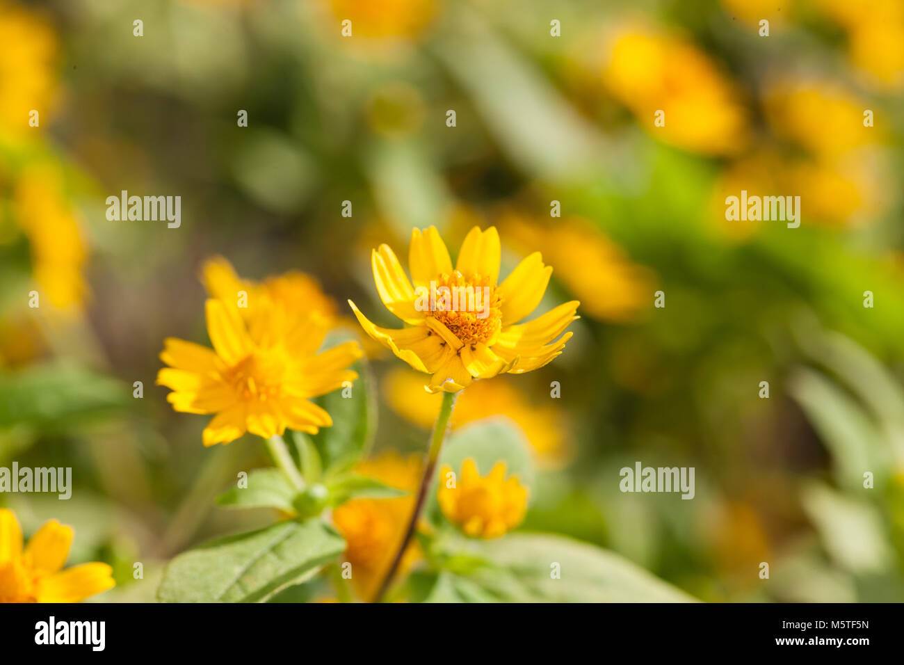 Butter Daisy, Medaljongblomster (Melampodium paludosum Stock Photo - Alamy