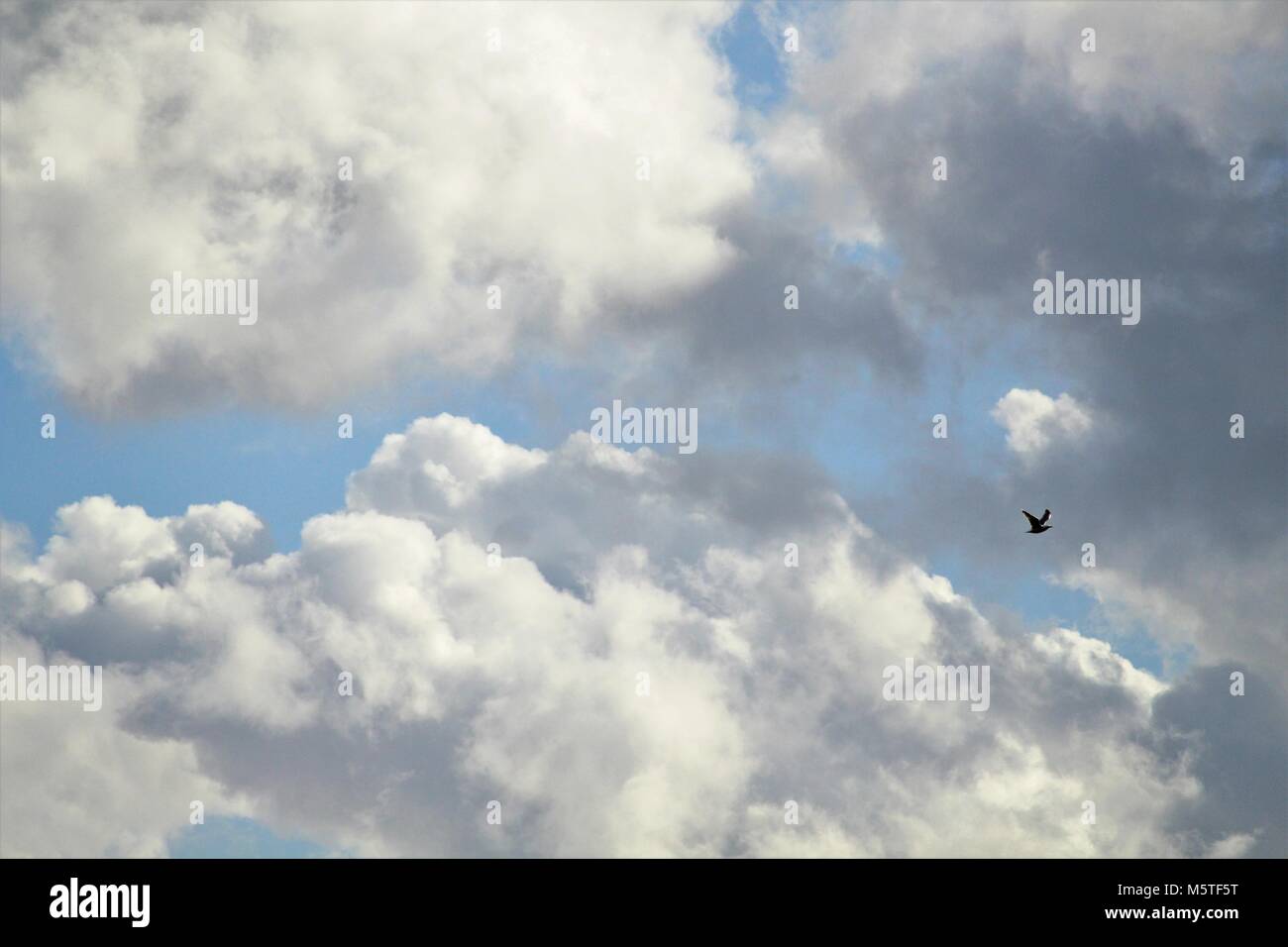 Bird flying through cloud hi-res stock photography and images - Alamy