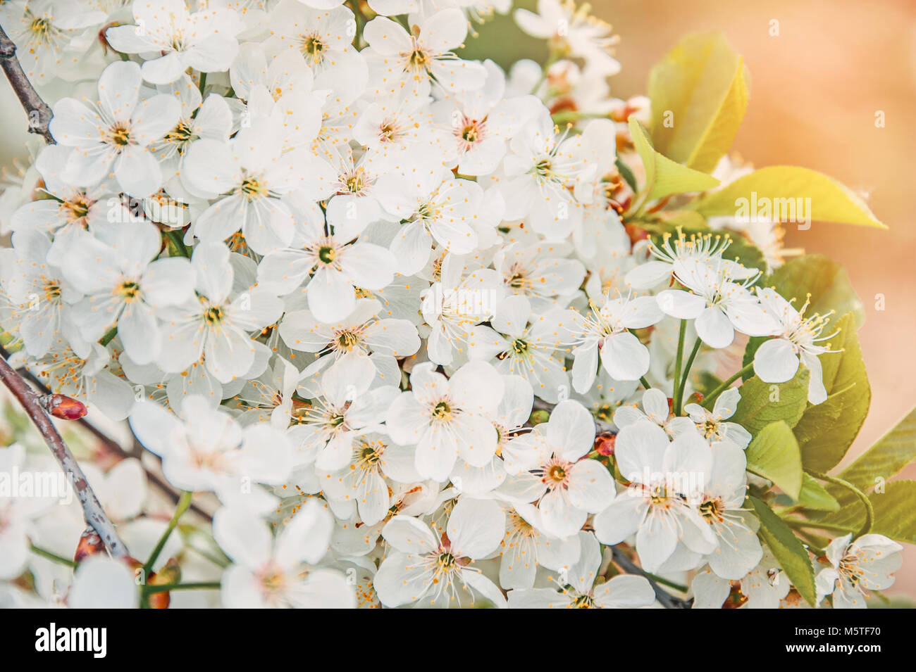 Spring tree branch with small white flowers. Background. Copy space ...