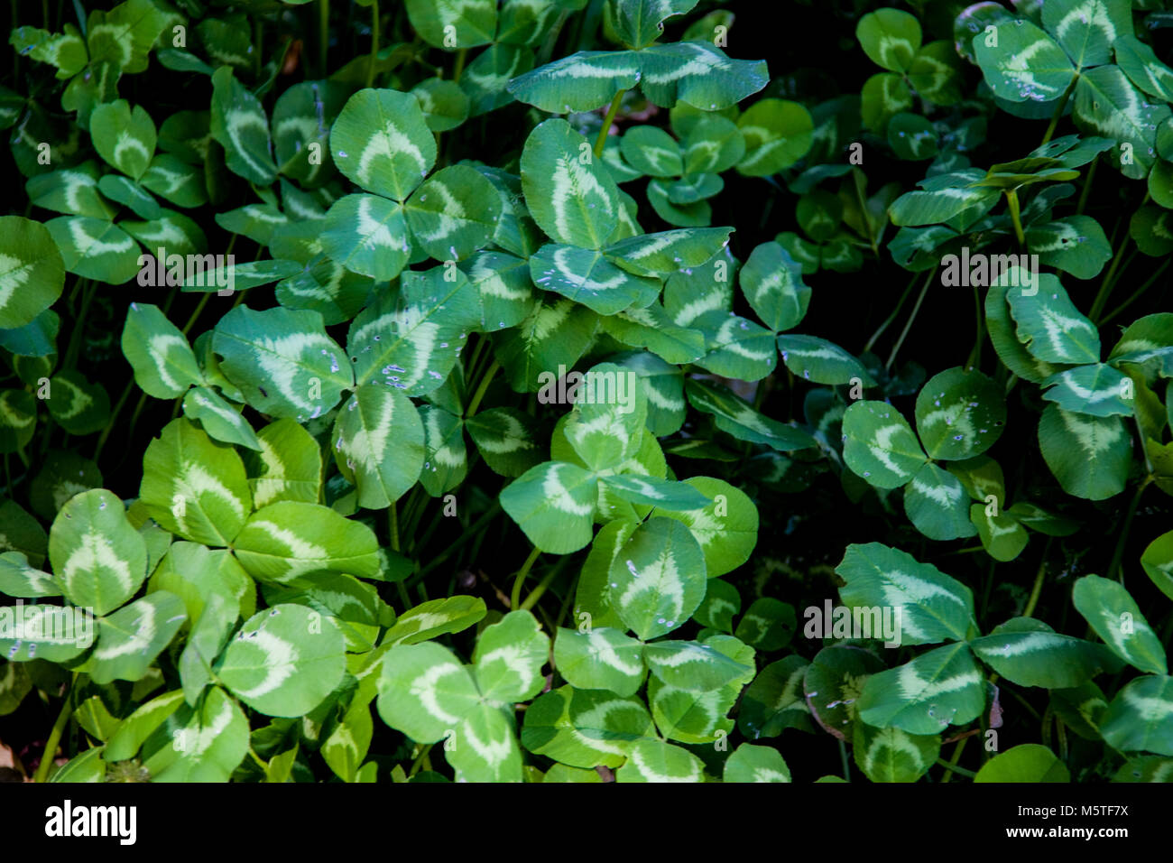 Cluster of shamrock hi-res stock photography and images - Alamy