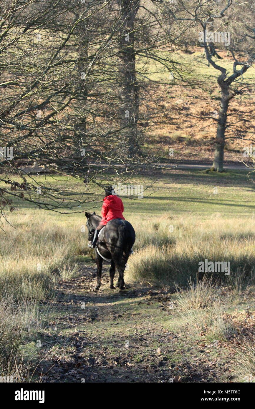 Rear view of woman riding her horse in rural countryside, Kent,UK Stock ...