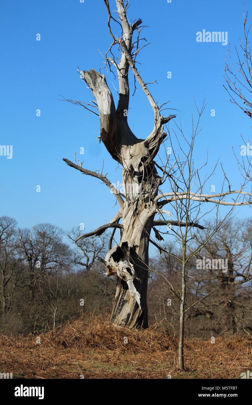 Gnarly tree in Kent woodland Stock Photo - Alamy