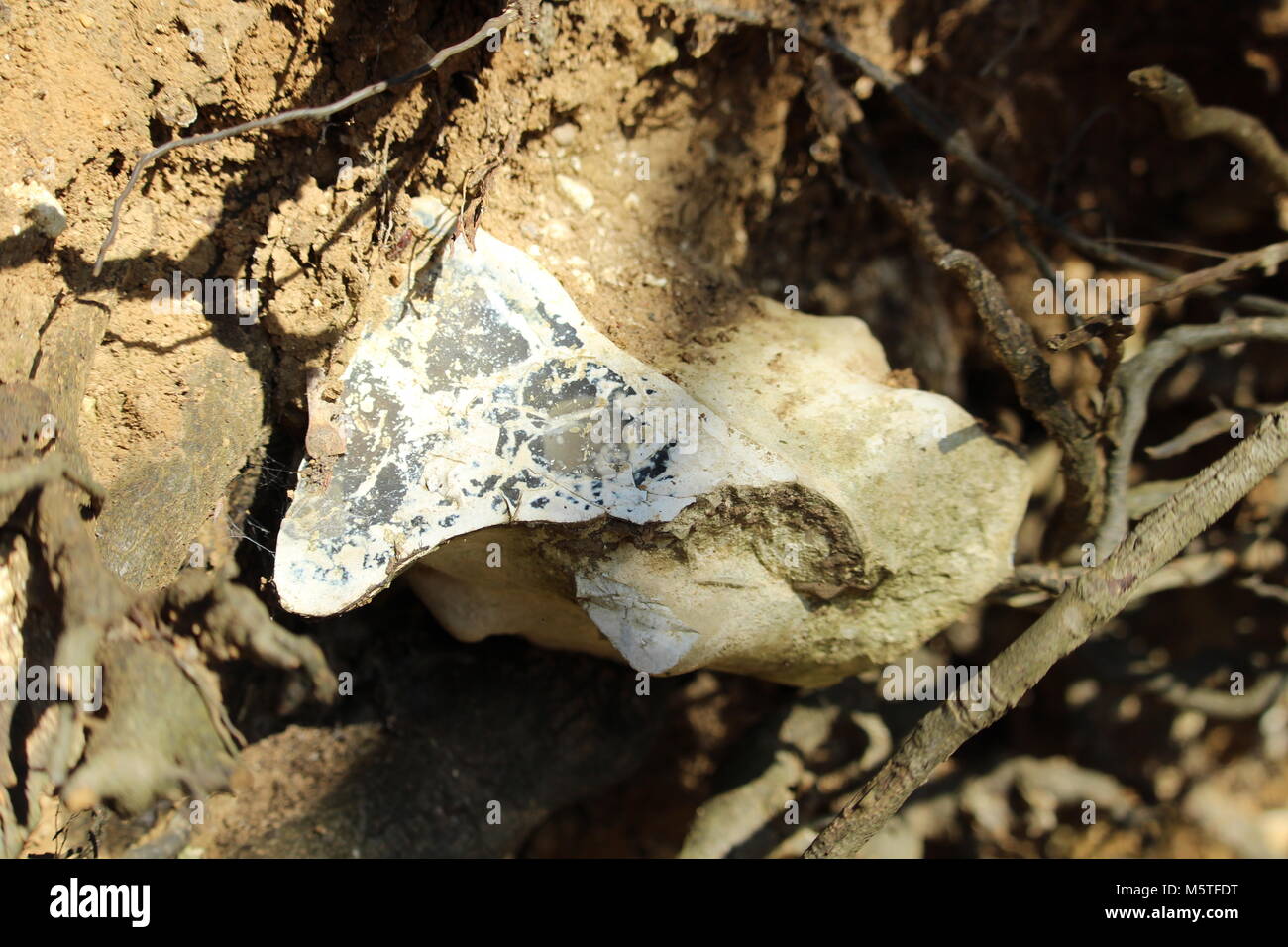 Flint stone lodged in the base of an uprooted tree, Cobham Woods, Kent ...