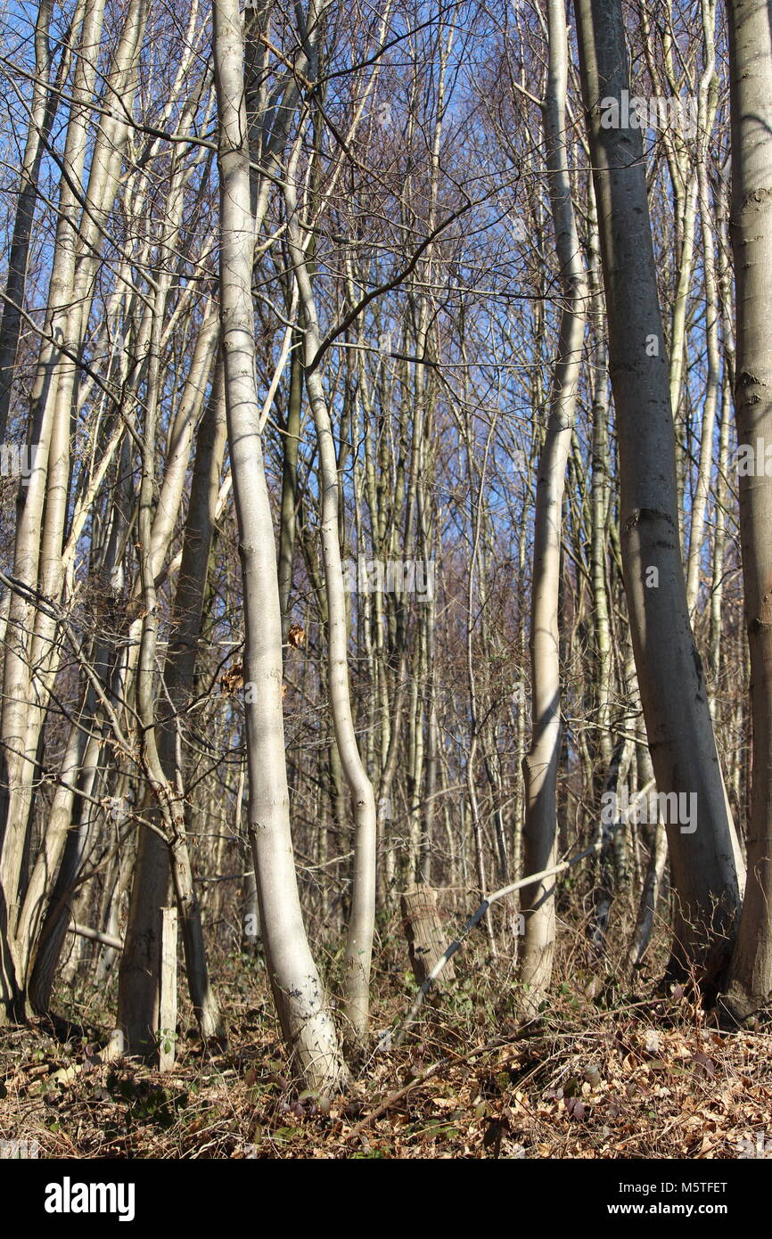 Line of Silver Birch trees ( Betula pendula) in British woodland. UK ...