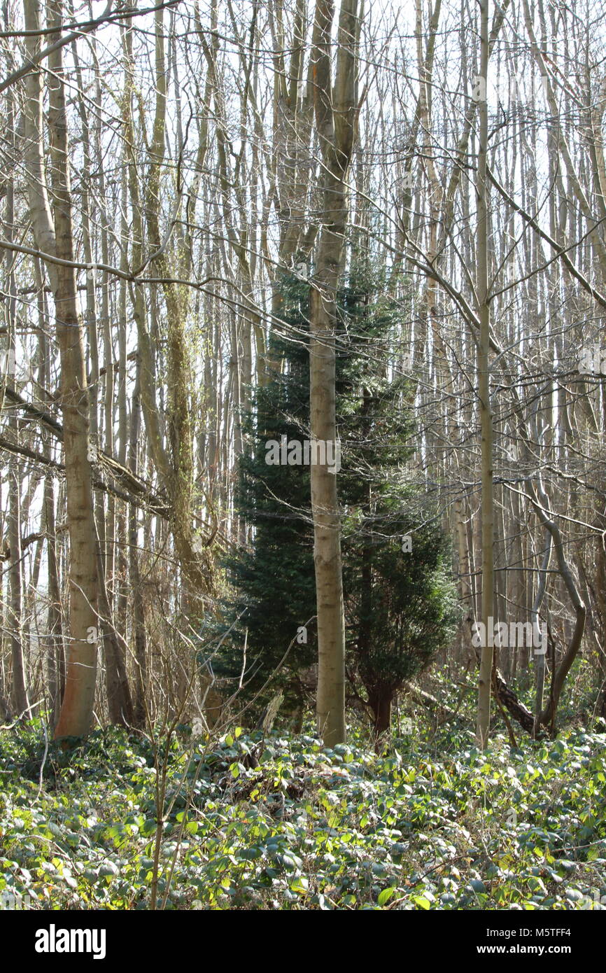 Single Fir tree set within a canopy of silver birch trees in a British ...