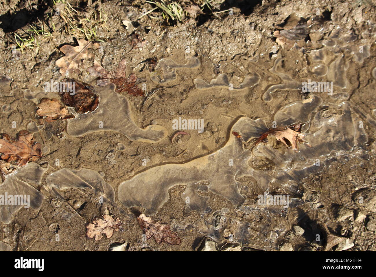 Winter ice puddle on woodland path at Cobham Woods, Kent, UK Stock ...