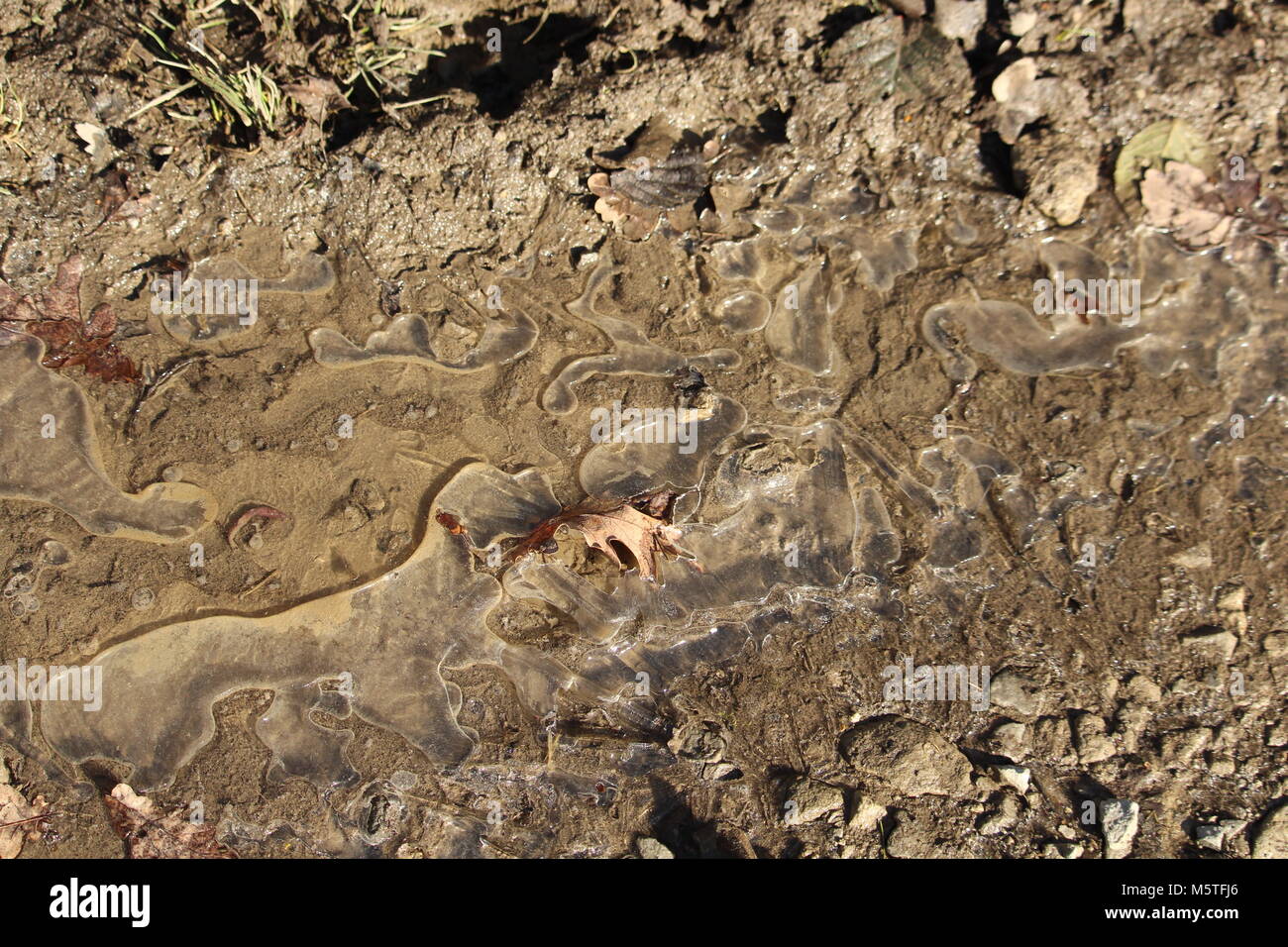Winter ice puddle on woodland path at Cobham Woods, Kent, UK Stock ...