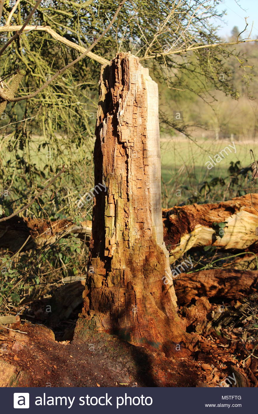 Decaying Tree Stock Photos & Decaying Tree Stock Images - Alamy