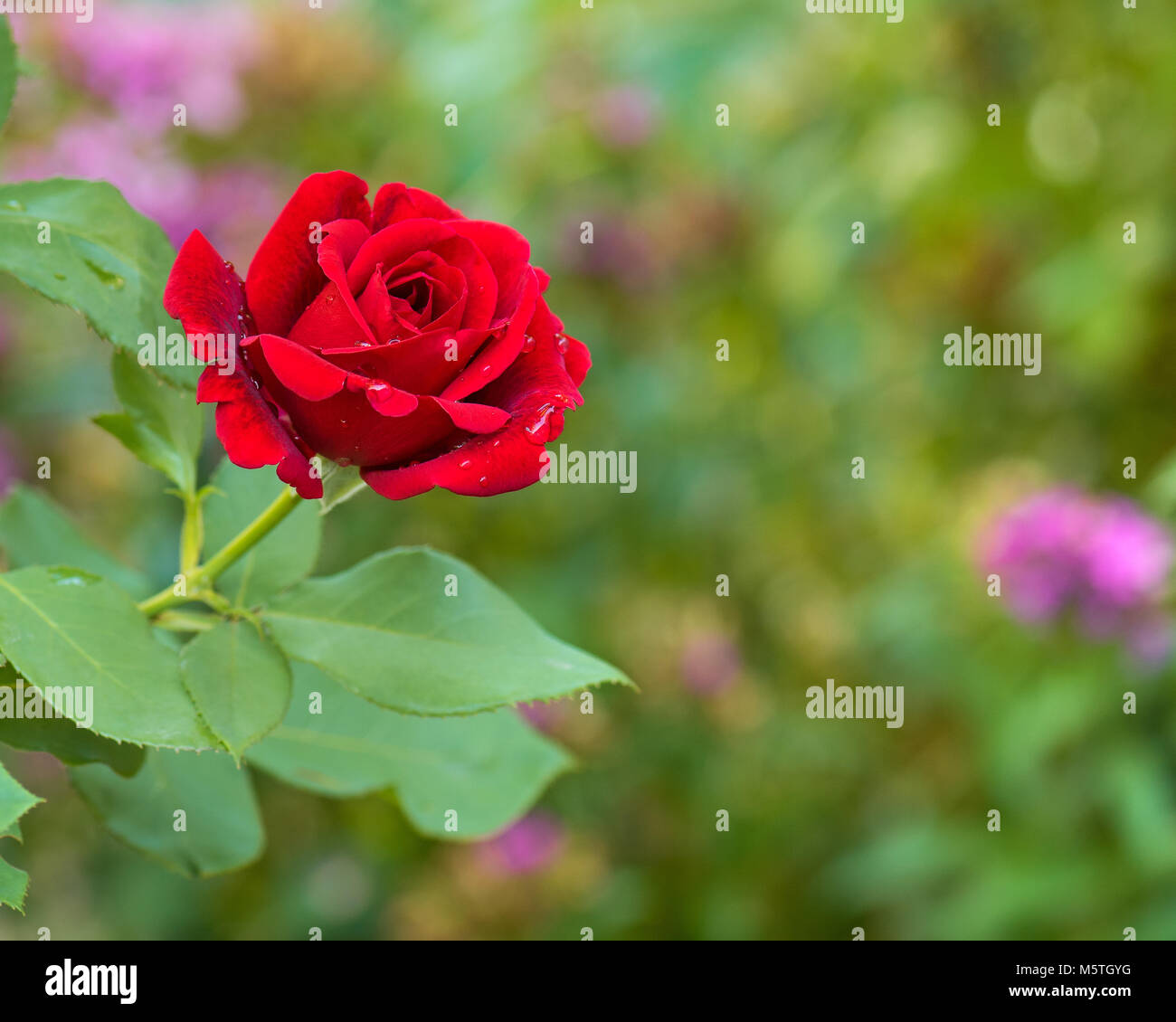 Beautiful red roses Stock Photo - Alamy