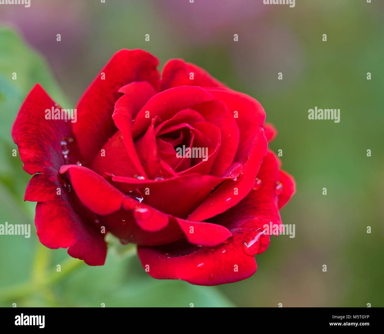 Blooming wet red roses hi-res stock photography and images - Alamy