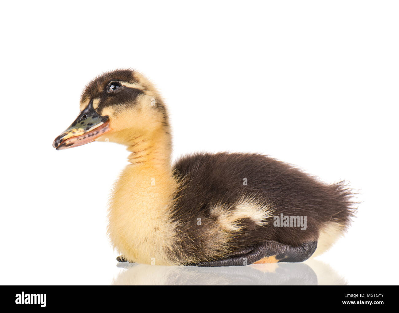 Cute newborn duckling Stock Photo - Alamy