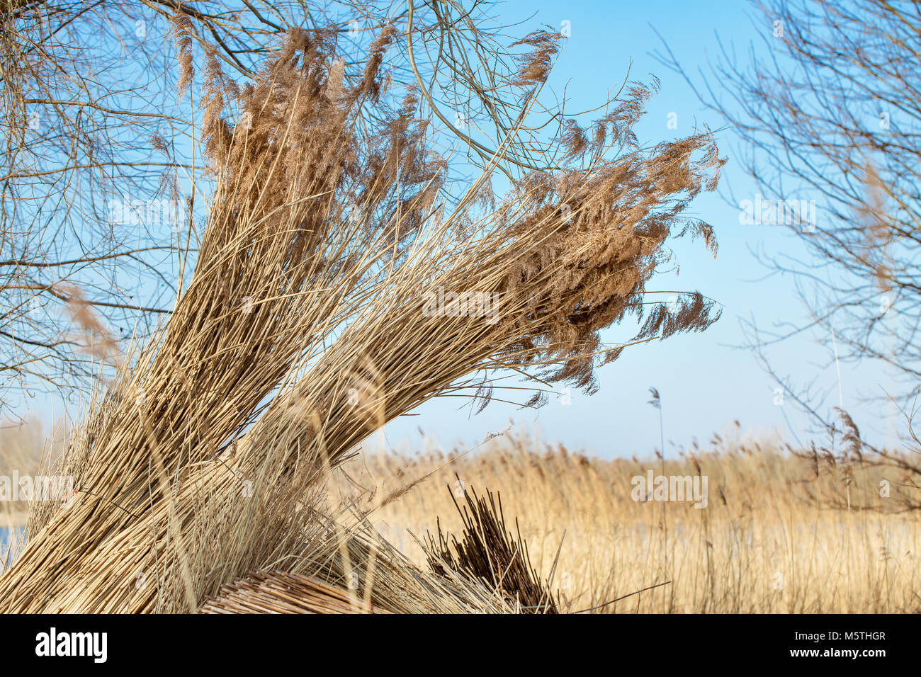 Cane, reed, used for thatched roofs. Plants on the polders - meadows ...
