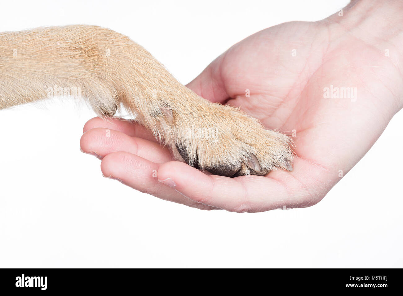 Animal and human affection hi-res stock photography and images - Alamy