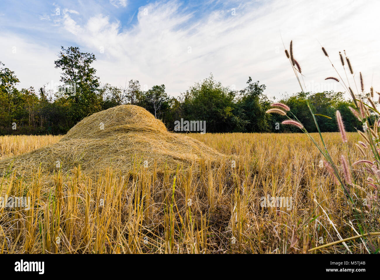 Landscape of Rice straw bales on rice field after collecting season ...