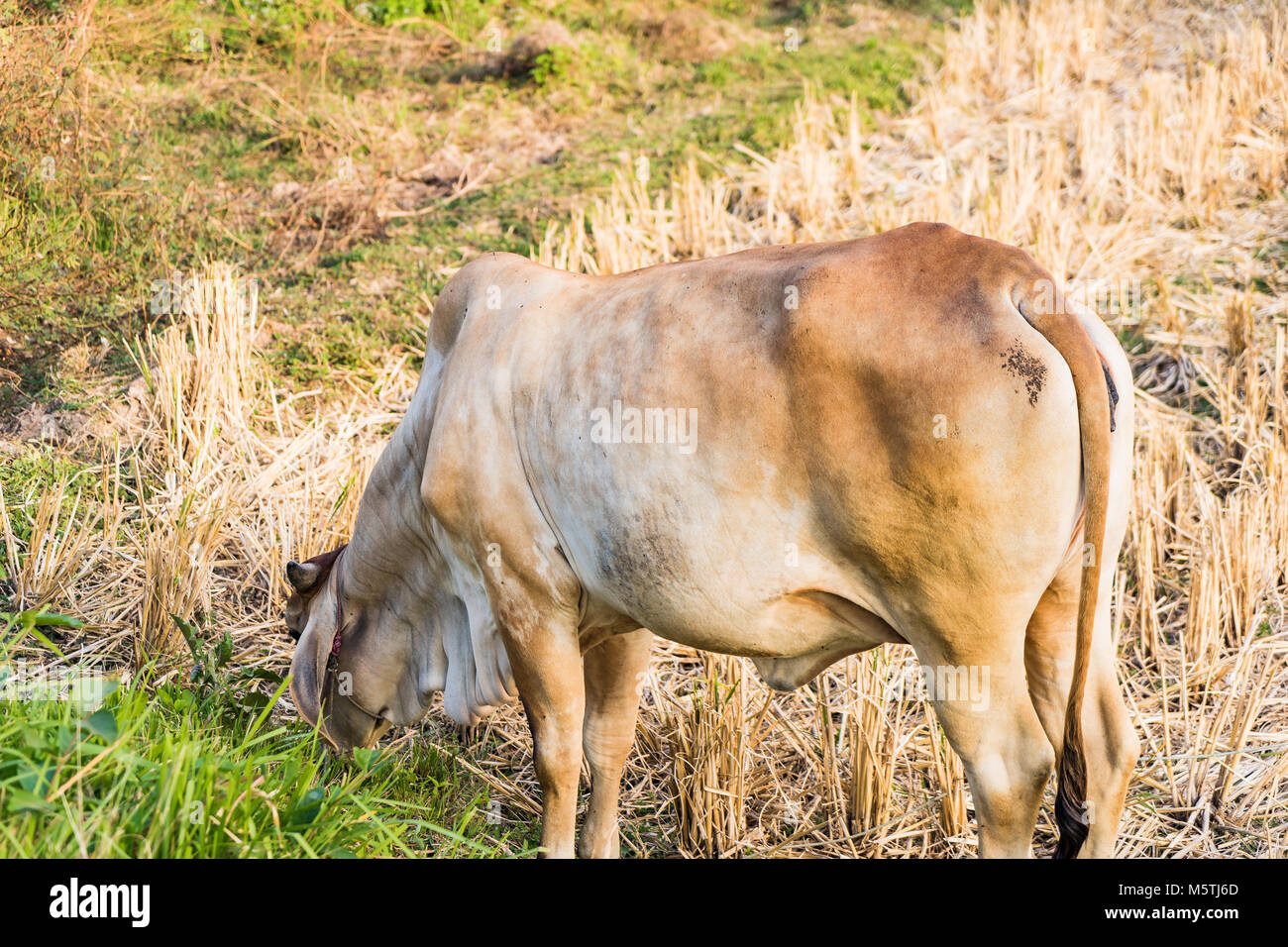 Cow eating rice straw in the rice field after harvesting season Stock ...