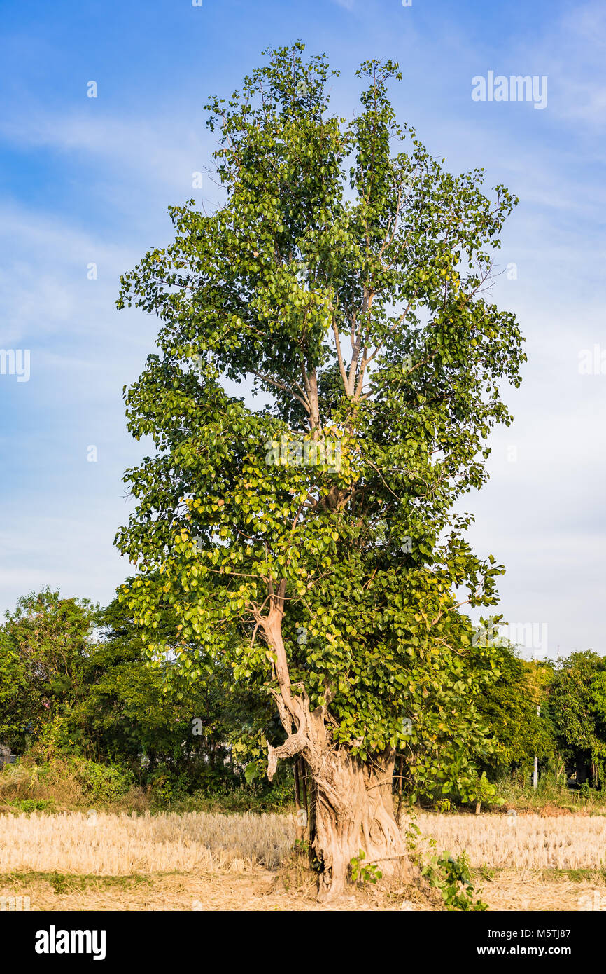 Low angle view of the big tree in the rice field on the sunny day ...