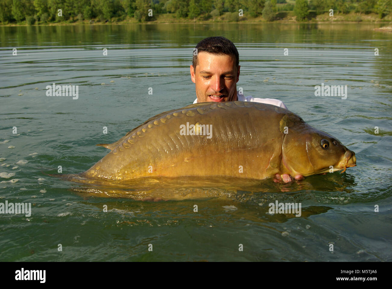 carp fishing. lucky fisherman holding a giant mirror carp Stock Photo ...