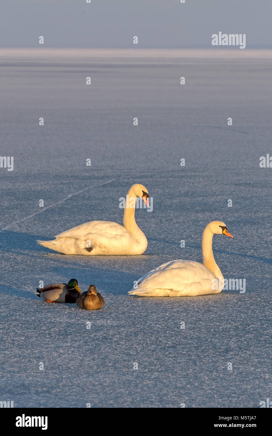 Mute swans and wild ducks on the ice of lake Balaton in Hungary Stock ...