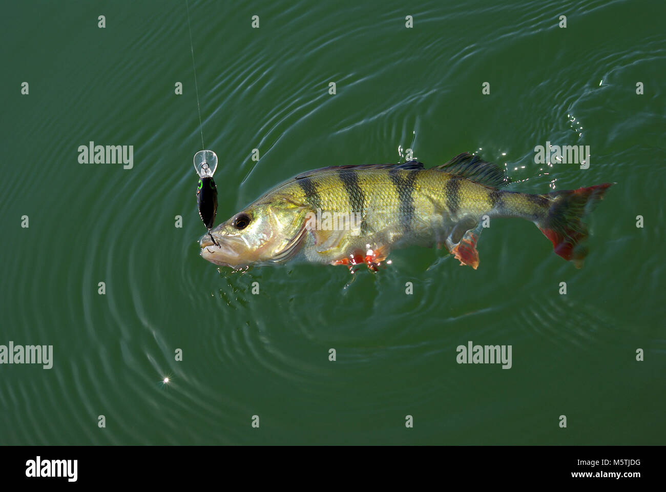 Angler fish lure hi-res stock photography and images - Alamy