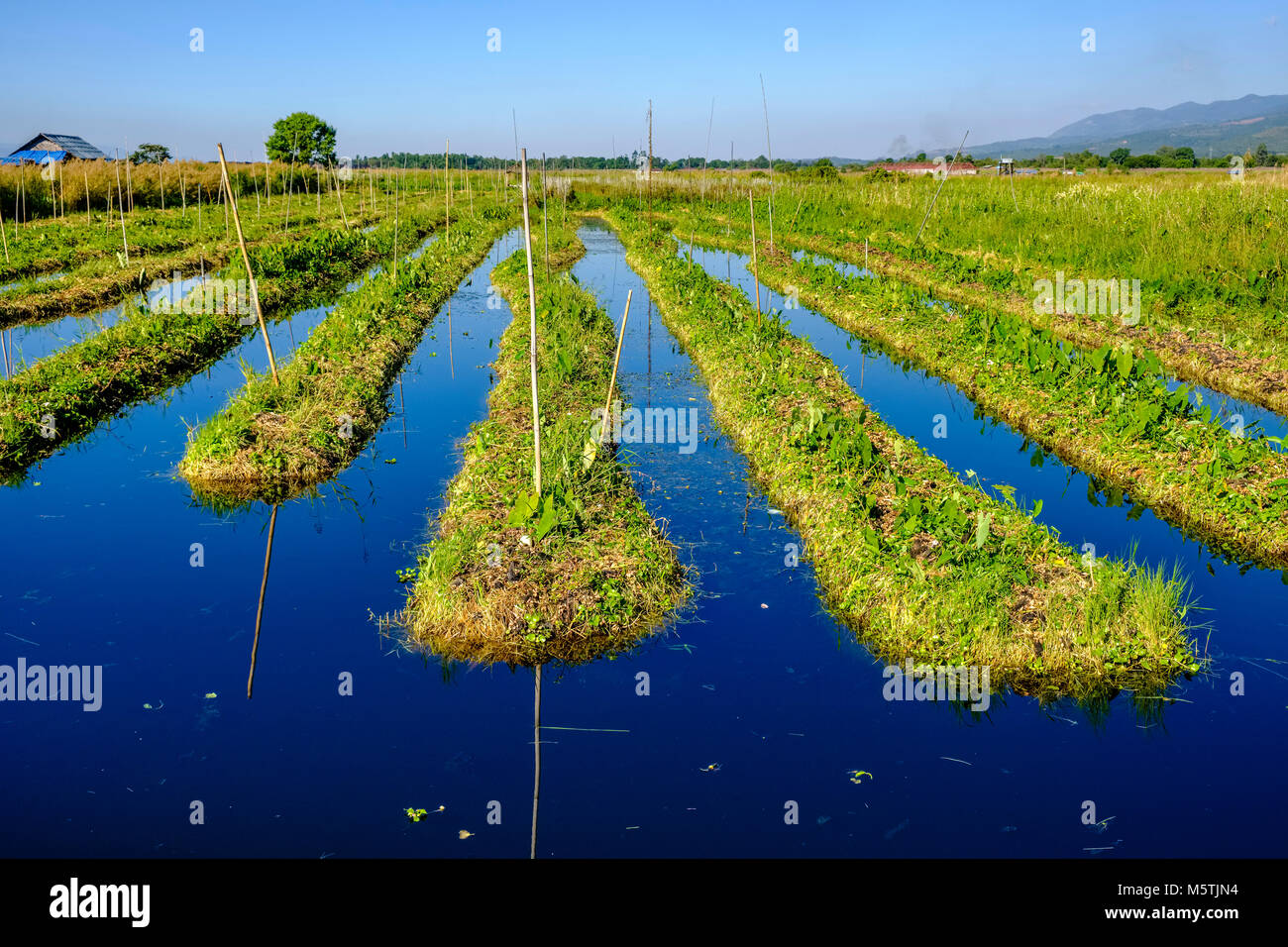 Swimming gardens are set up on Inle lake to grow tomatoes and other ...