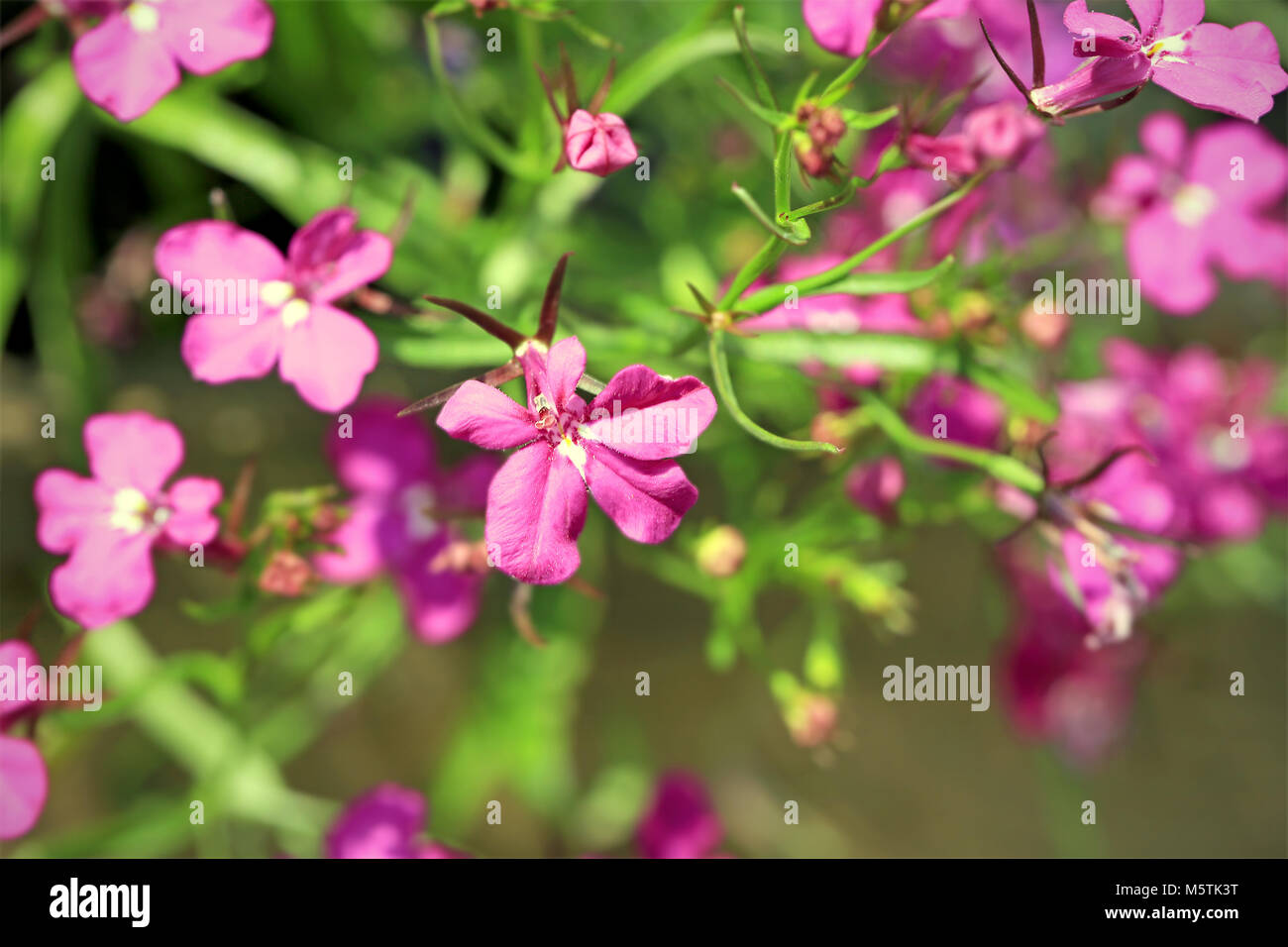 Lobelia erinus plant hi-res stock photography and images - Alamy