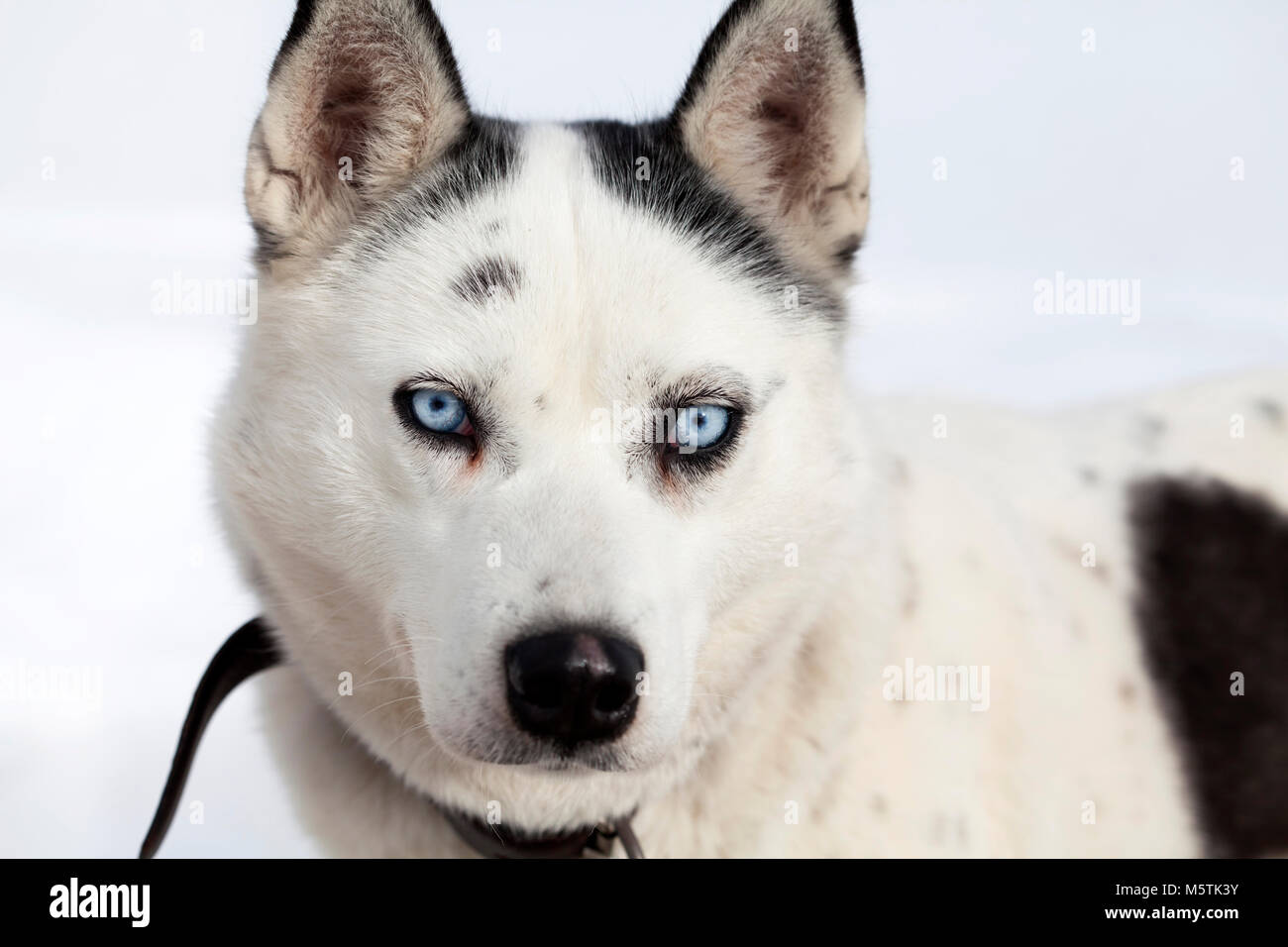 Husky danger hi-res stock photography and images - Alamy