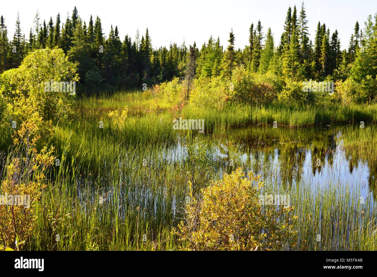 Canadian swamp hi-res stock photography and images - Alamy