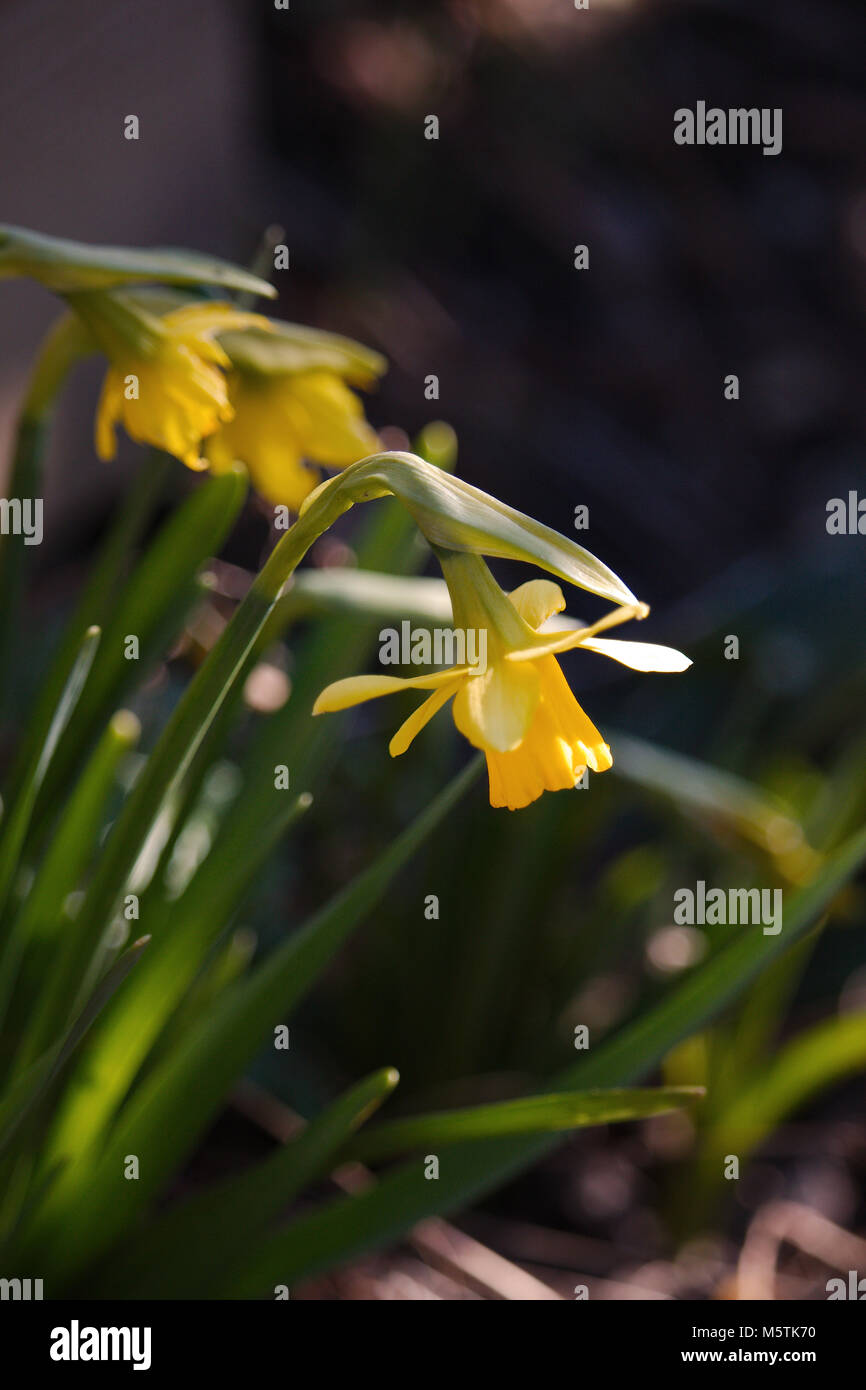 Portrait view of a daffodil growing, with additional daffodils slightly ...