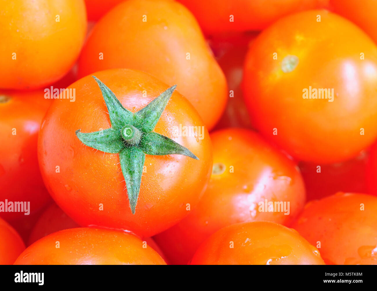 Israeli harvest of cherry tomatoes, small rounded shaped type Stock ...