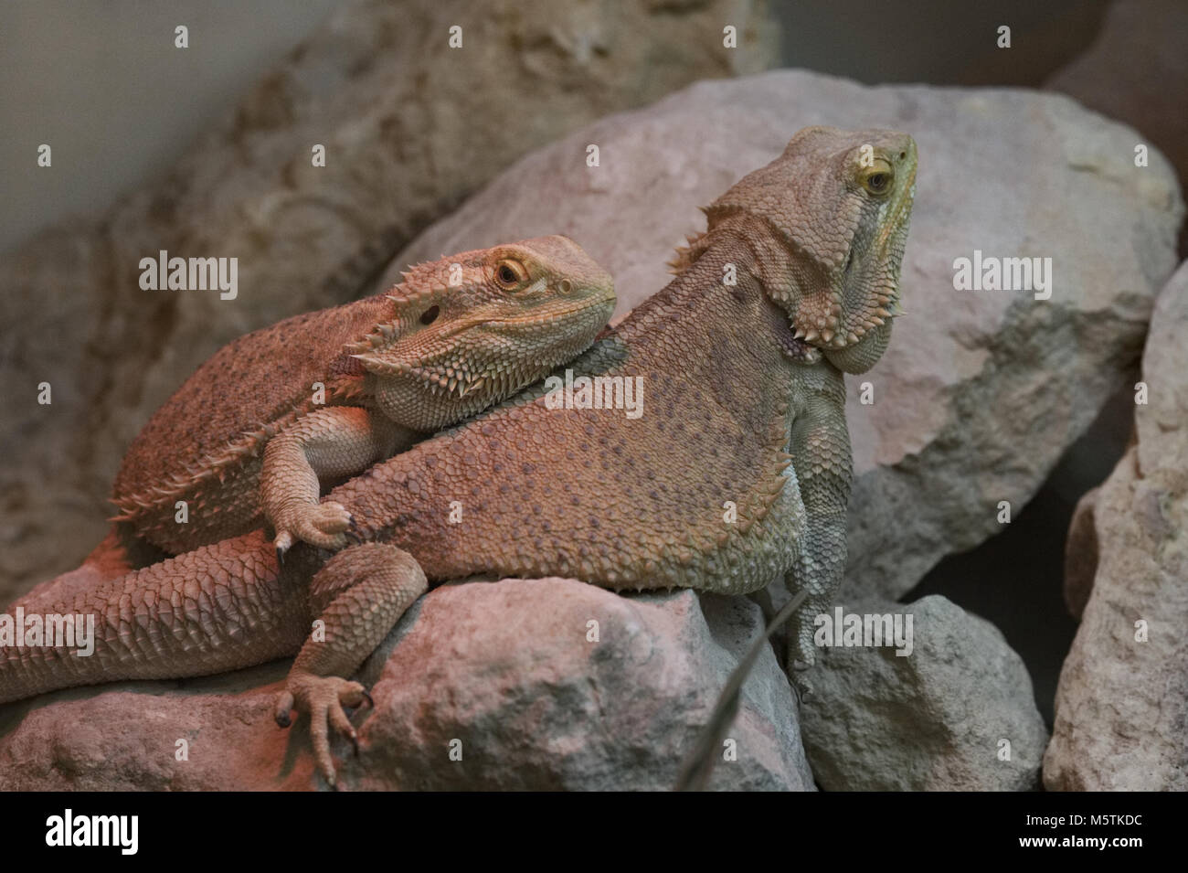 Dragon climbers hi-res stock photography and images - Alamy