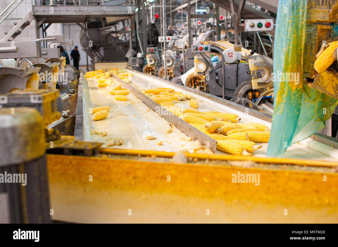 Corn processing conveyor hi-res stock photography and images - Alamy