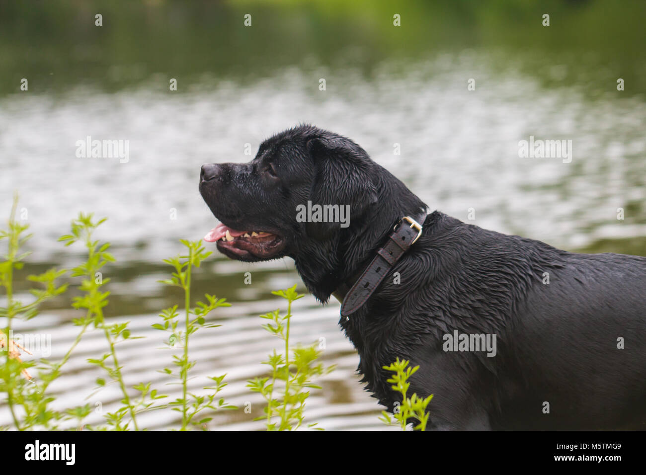 big black dog labrador Stock Photo - Alamy